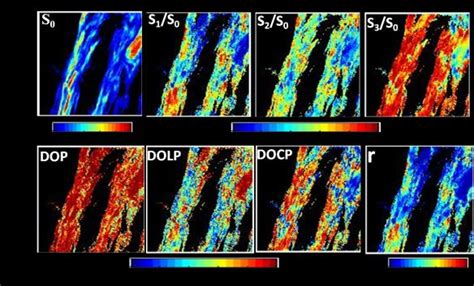 Shows The Experimental Polarization Resolved Shg Reconstructed 2d