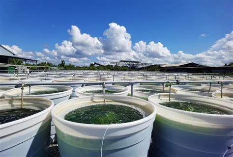 A Map™ Cultivation Harvesting Extraction Storage Facility And