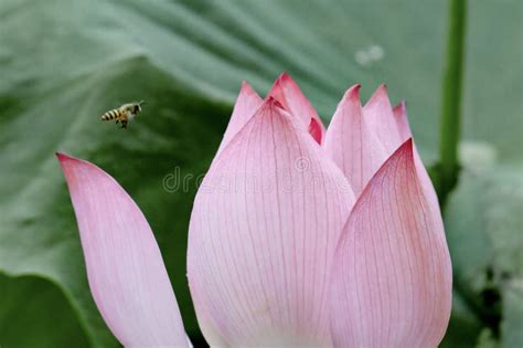 Pink Lotus Flowers And Green Leaves In A Serene Pond Showcasing Nature