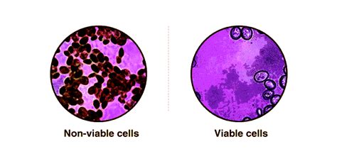 Difference Between Viable And Non Viable Cells