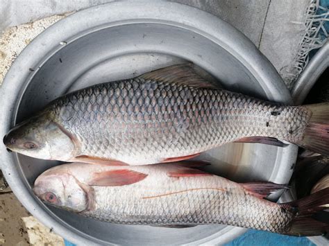 The Roi Fish Object Detection Model By Orakatul Jannat