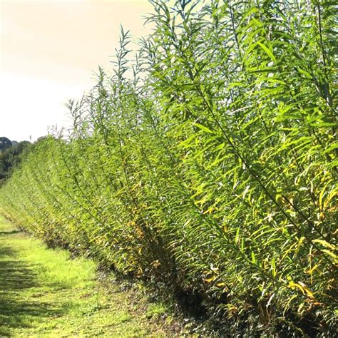 25 Hybrid Austree Willow Plant Cuttings Privacy Trees Shade Fast