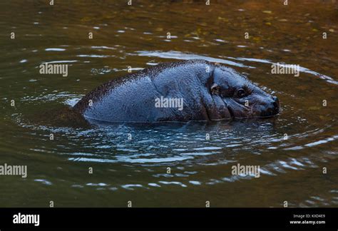 Pygmy Hippopotamus Choeropsis Liberiensis Or Hexaprotodon Liberiensis