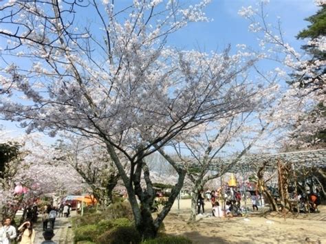 三重県のおすすめの桜の名所・お花見スポット【2020年版】 観光旅行メディア｜まっぷるトラベルガイド