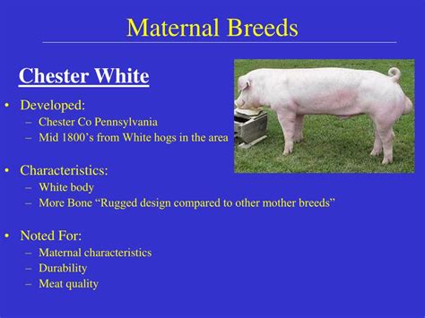 Ppt Swine Breeds Powerpoint Presentation Free Download Id1705942