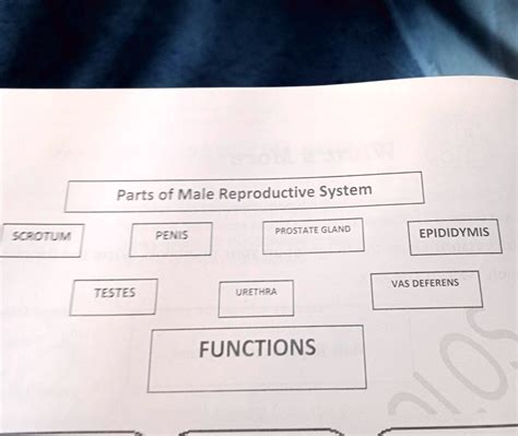 Solved Parts Of Male Reproductive System Prostate Gland Epididymis Scrotum Penis Vas