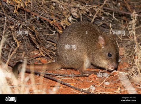 Brush Tailed Bettong Bettongia Penicillata Alice Springs Desert Park