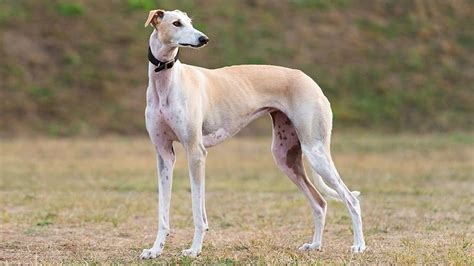 🐶Породы собак с длинной мордой ТОП 15 с названиями описанием и фото