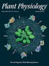 Plant Physiology杂志 PLANT SCIENCES杂志 好期刊