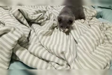 小猫和主人玩，不小心踩到了被子里的橘猫；橘猫生气了后果很严重