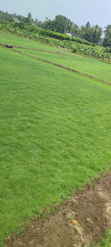 Natural Grass For Lawn At Rs 12sq Ft Kadiyapulanka Rajahmundry