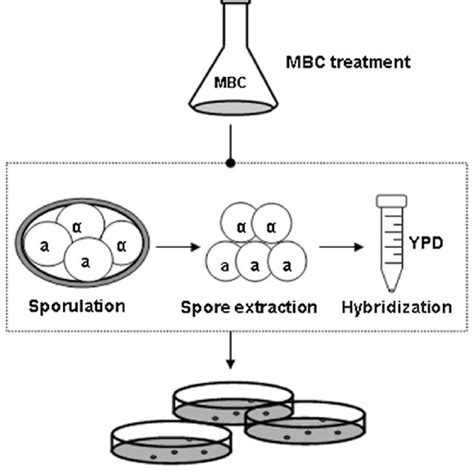 Pdf Genomic Reconstruction To Improve Bioethanol And Ergosterol