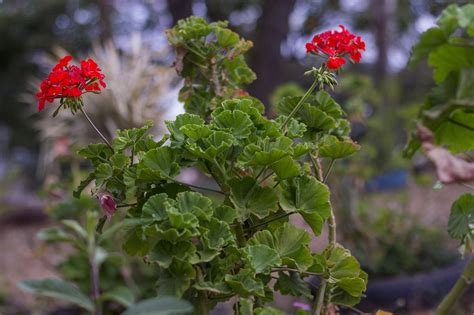 天竺葵 花朵 植物 Pixabay上的免费照片 Pixabay