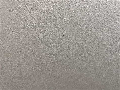 Gnats On Bathroom Ceiling R Pestcontrol