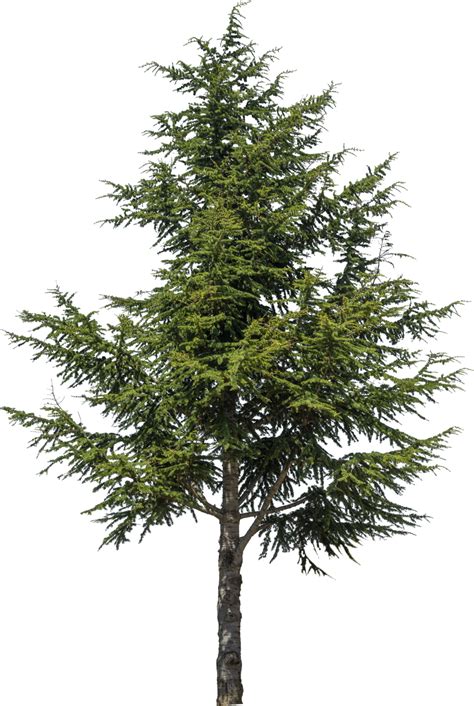 Хвойное дерево Png в 2025 г Растения 3d моделирование Картинки
