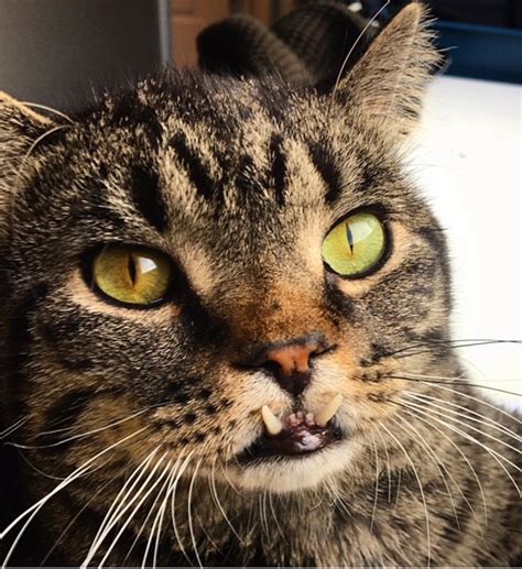 Fangtastic Felines Underbite Cats Of The Internet Katniss Cat Reporter