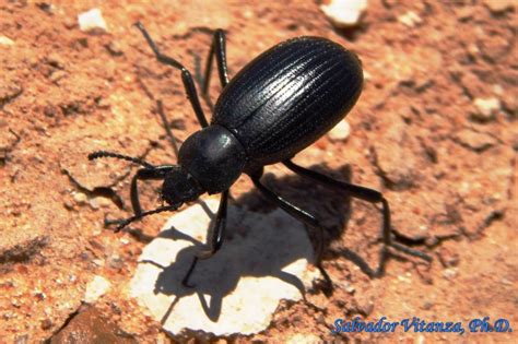 Coleoptera Tenebrionidae Eleodes Desert Stink Beetles B Urban