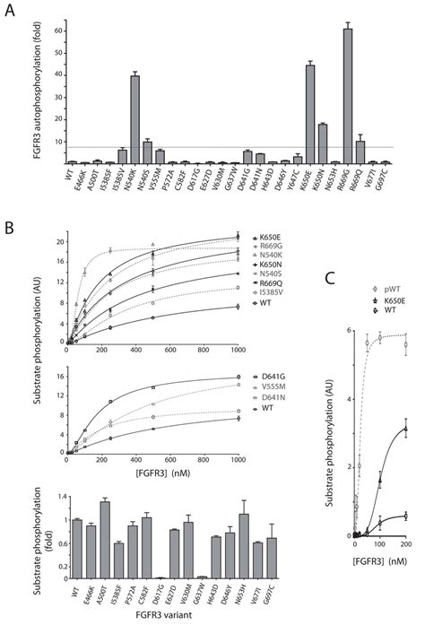 Kinase Activity Of Selected Fgfr3 Variants Harboring Point Mutations