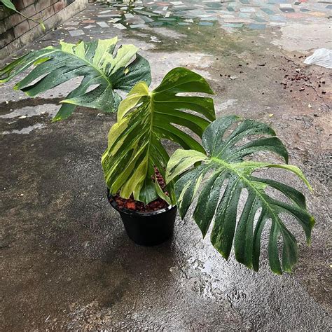 Discover The Monstera Mint Variegata A Plant Lovers Gem
