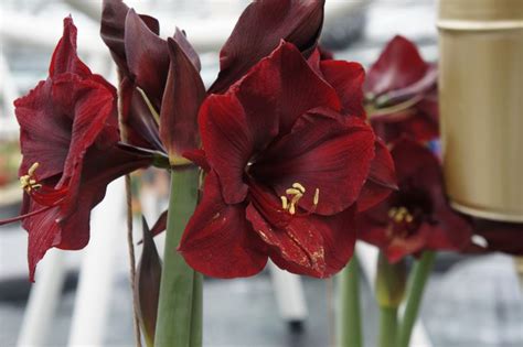 Амариллис 150 фото правила выращивания и ухода за растением в домашних условиях