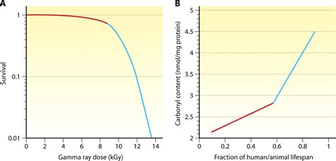 Deinococcus Radiodurans Gram Stain