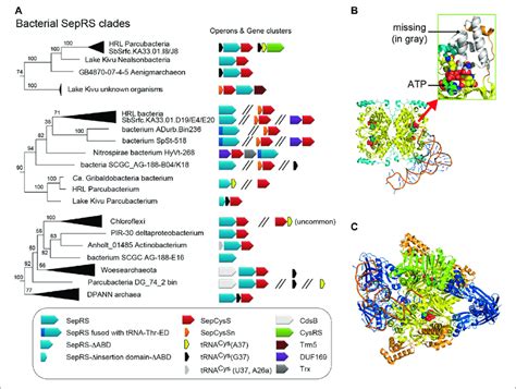 Diversity Of Bacterial Seprs Species A The Terminal Branches Of