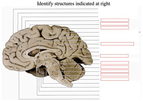Neuroscience Exam 2 Anatomy Id 3 Diagram Quizlet