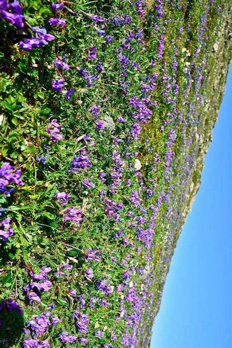 長白山高山花卉：漫山遍野無窮盡，奼紫嫣紅為君開 每日頭條