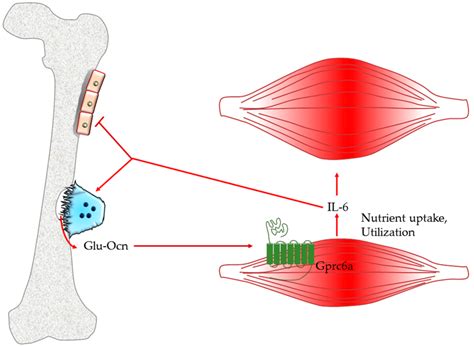 Osteocalcin The Undercarboxylated Form Of Osteocalcin Is Released