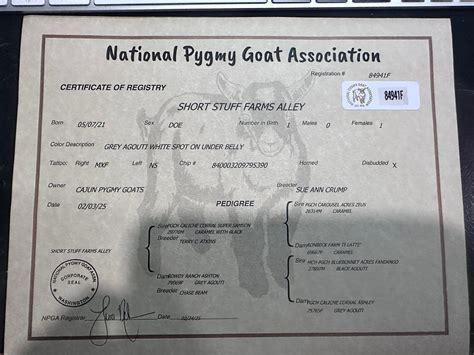 Cajun Pygmy Goats Scott La