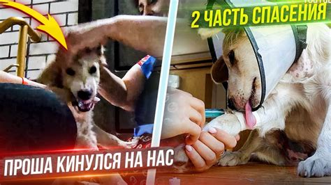 2 часть спасения Щенка с рваной раной на шее Была высокая температура
