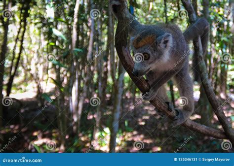 Portrait Of Crowned Lemur At The Tree Atsinanana Region Madagascar