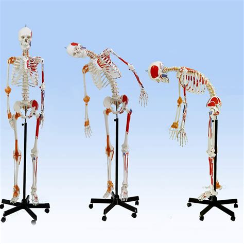 Buy Human Skeleton Model Anatomy Bundle Life Size Skeletal System