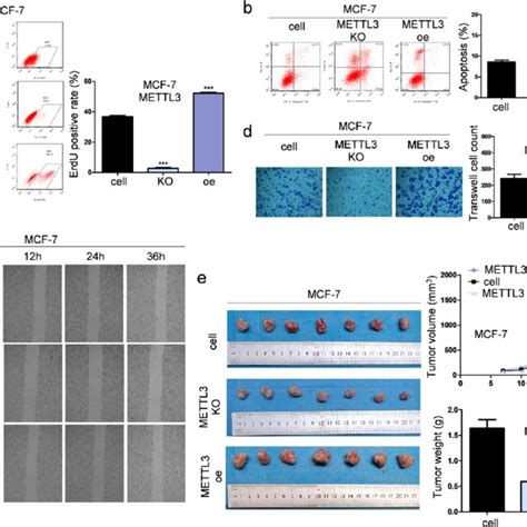 Mettl3 Promotes Tumorigenesis Of Breast Cancer Cell Mcf 7 Both In Vitro