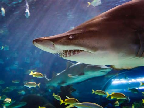Ripleys 🦈 Ever Wondered What Happens In Shark Lagoon After Dark