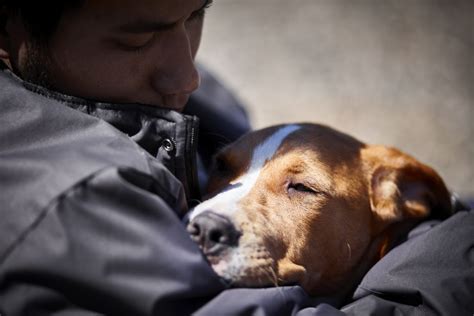 Dogs And Mental Health Dogs Guardians Of Mental Health
