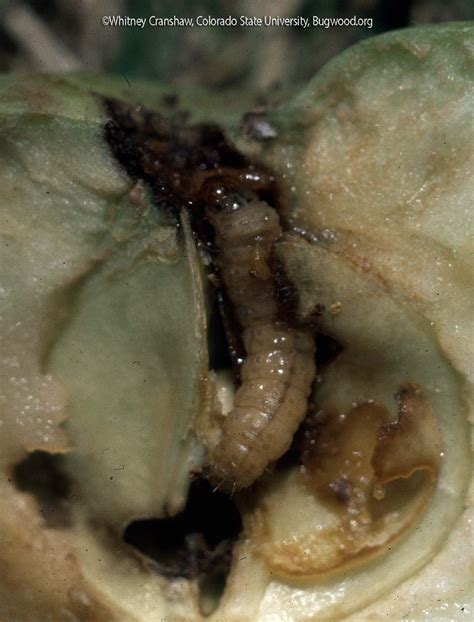 Codling Moths Bonide