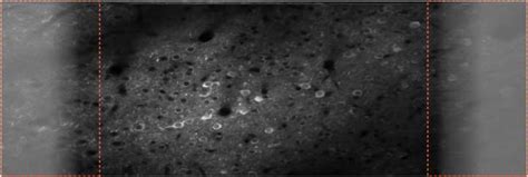 Two Photon Calcium Imaging In Mice Navigating A Virtual Reality Environment Scientific Article