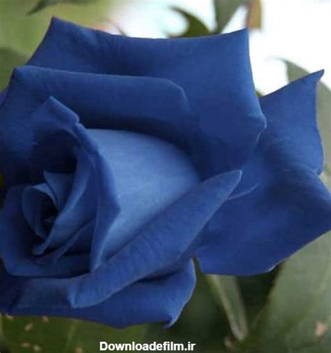 عکس های گل های مقبول