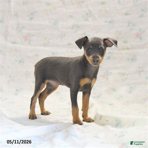 Miniature Pinscher Puppies For Sale Lancaster Puppies