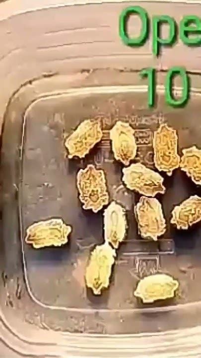 বীজ থেকে চারা তৈরি। করলা বীজ থেকে চারা তৈরি Youtube