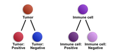 Object Classifications Qupath Qupath Wiki Github