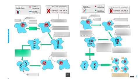 Biology Inheritance Dna Mitosis Meiosis Diagram Quizlet
