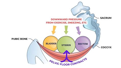 Postpartum Pelvic Health Indi Safe And Low Impact Workouts