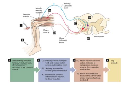 Development NS Structure Sacha L1 Flashcards Quizlet