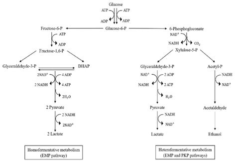 Dhanus Micro Notes Lactic Acid Fermentation