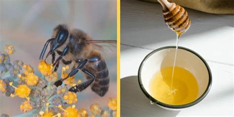 Nectar Vs Honey Whats The Difference And Why It Matters To Bees Carolina Honeybees