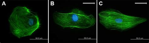 Immunostaining Of Actin Cytoskeleton Actin Cytoskeleton Was Stained