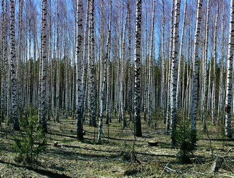 Koki Latvijas Mežos Neogeo