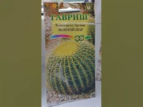 Семена Цереус Форбса проросли на 4 день. - YouTube